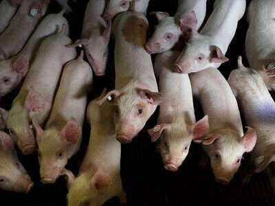 African swine flu in Assam: African swine flu kills over 14000 pigs in ...