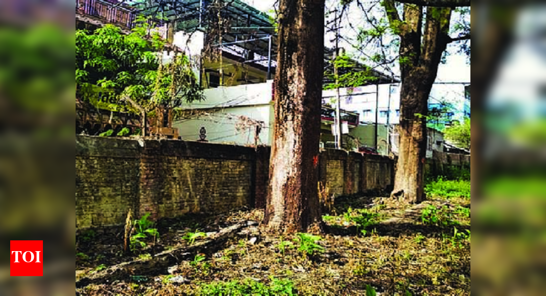 Environmentalists want government to carry out tree census | Gurgaon ...