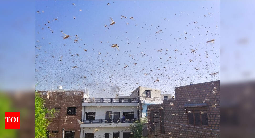India steps in to bring Pakistan on board to check locust invasion ...