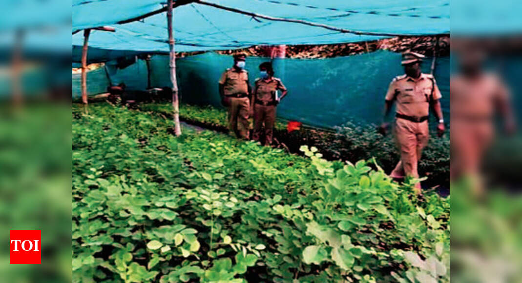 Now, a new way of sapling distribution in Kerala | Thiruvananthapuram ...