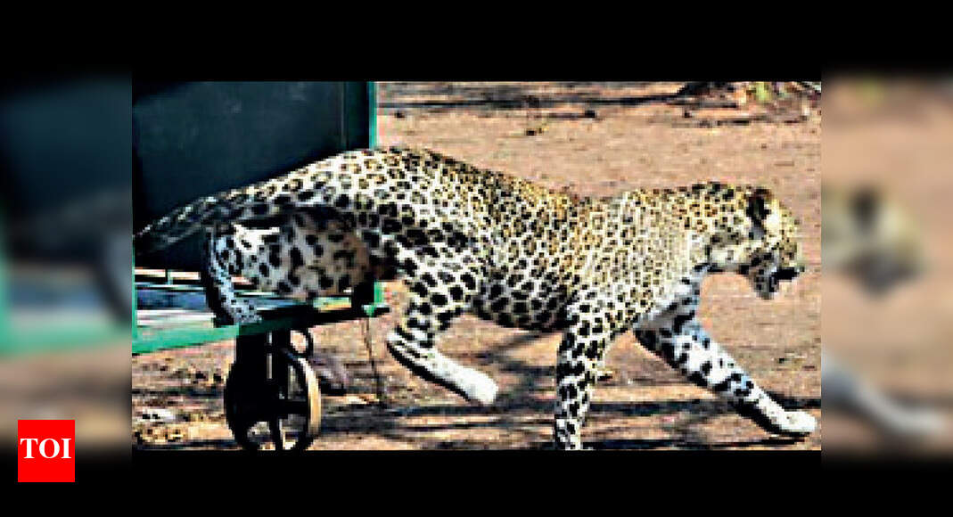 Injured leopard fully recovers at Van Vihar, released at Ratapani ...