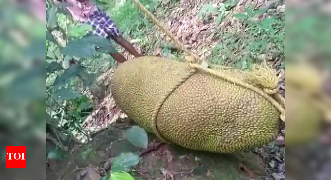Kerala Jackfruit: 51.4 kg jackfruit in backyard farm, Kollam man ...