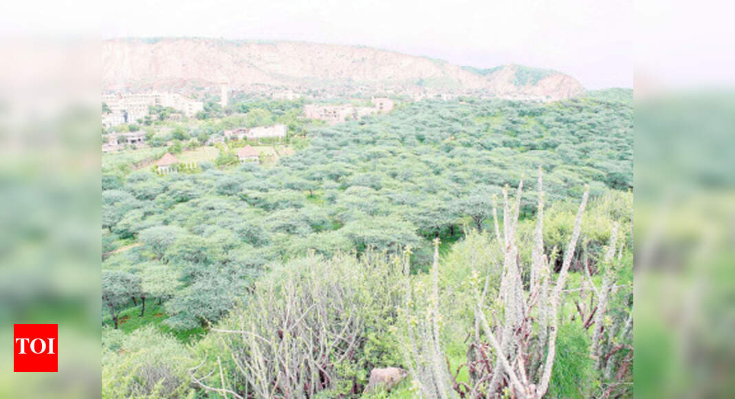 Jaipur's Jhalana forest sees rapid growth in leopard count | Jaipur ...