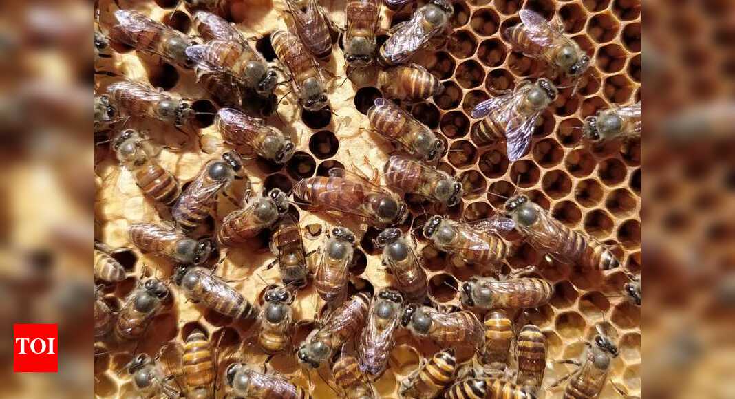 Celebrating World Bee Day in Goa | Events Movie News - Times of India