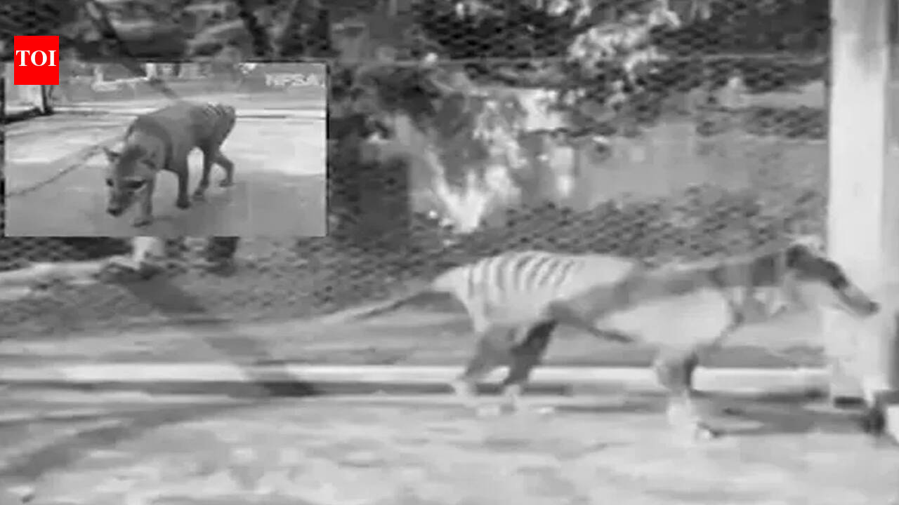 Watch: Last known images of extinct Tasmanian tiger 'Thylacine'