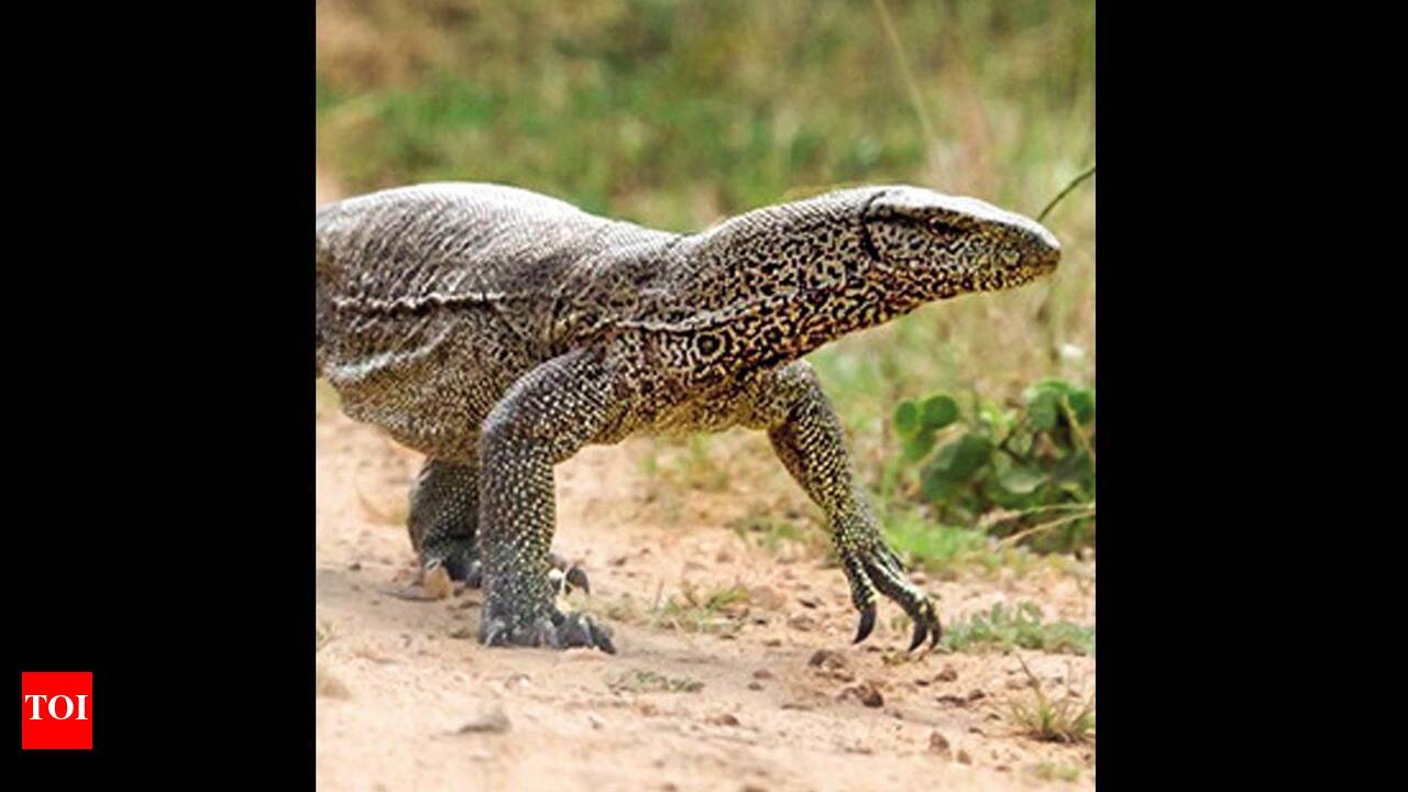 What Does A Monitor Lizard Look Like In India - Infoupdate.org