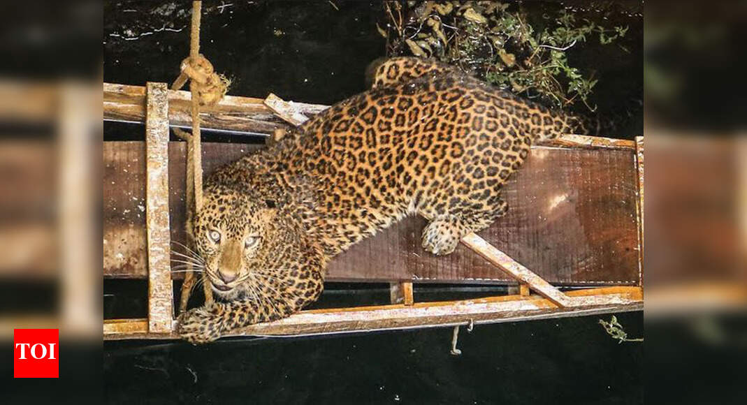 Maharashtra: Leopard rescued from drowning in 45-foot-deep well | Pune News - Times of India