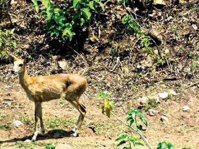 Gujarat: Shy antelope doesn’t mind being photographed in Mahisagar ...