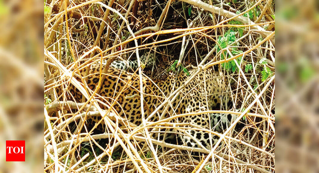 Rajasthan: Leopard dies after being trapped in snare | Jaipur News - Times of India