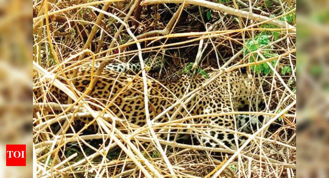 Leopard dies after being trapped in snare | Udaipur News - Times of India