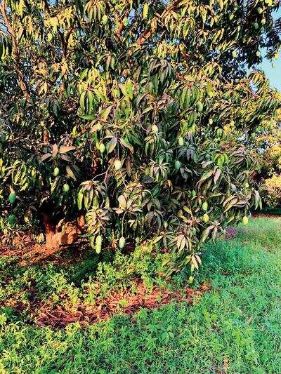 This mango oasis stands tall in concrete jungle | Rajkot News - Times ...