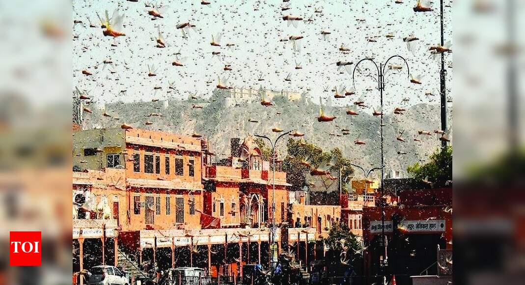 Locust Attack in Jaipur: When flying pests raided Jaipur for a day ...
