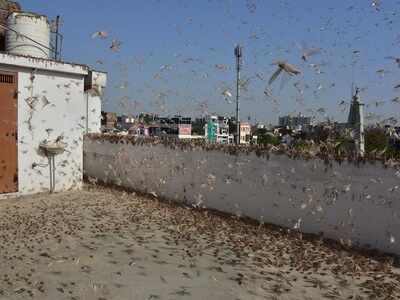 For 4th day, locust swarms enter Jaisalmer from Pakistan | Jaipur News ...
