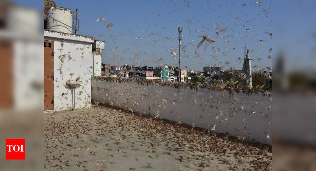 For 4th day, locust swarms enter Jaisalmer from Pakistan | Jaipur News ...