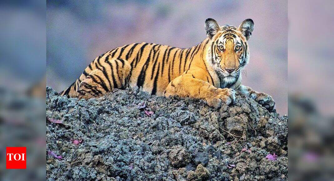 The majestic beauty of wild Karnataka comes to TV - Times of India