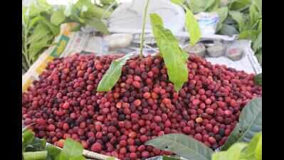 Lack of tourists hit sale of Kafal fruit in state, farmers incur losses ...