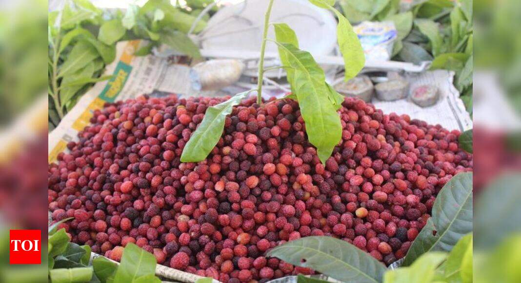 Lack of tourists hit sale of Kafal fruit in state, farmers incur losses ...