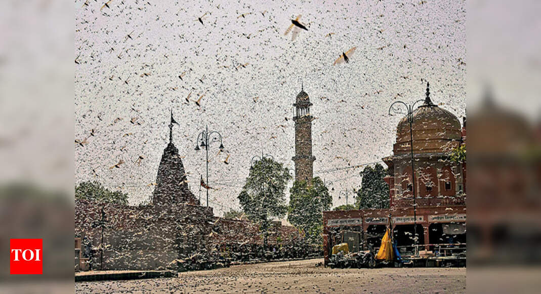 Locust Swarm Delhi: Wind may bring swarm of locusts from Jaipur to ...
