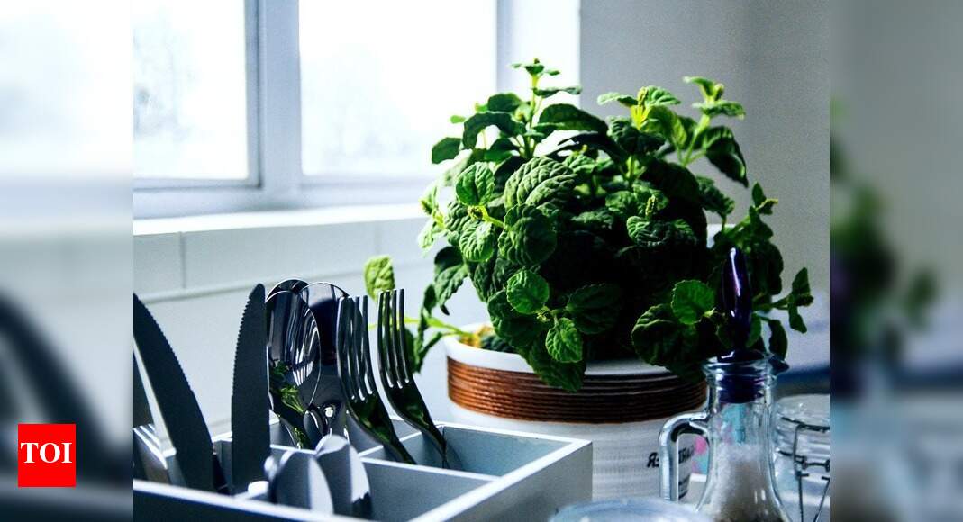 Set up your kitchen garden with these refreshing Indian herbs - Times ...