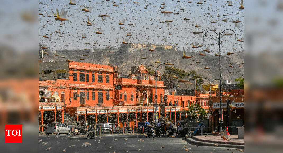 Locust attack in India: Locusts reach Jhansi, damage crops in Nagpur ...