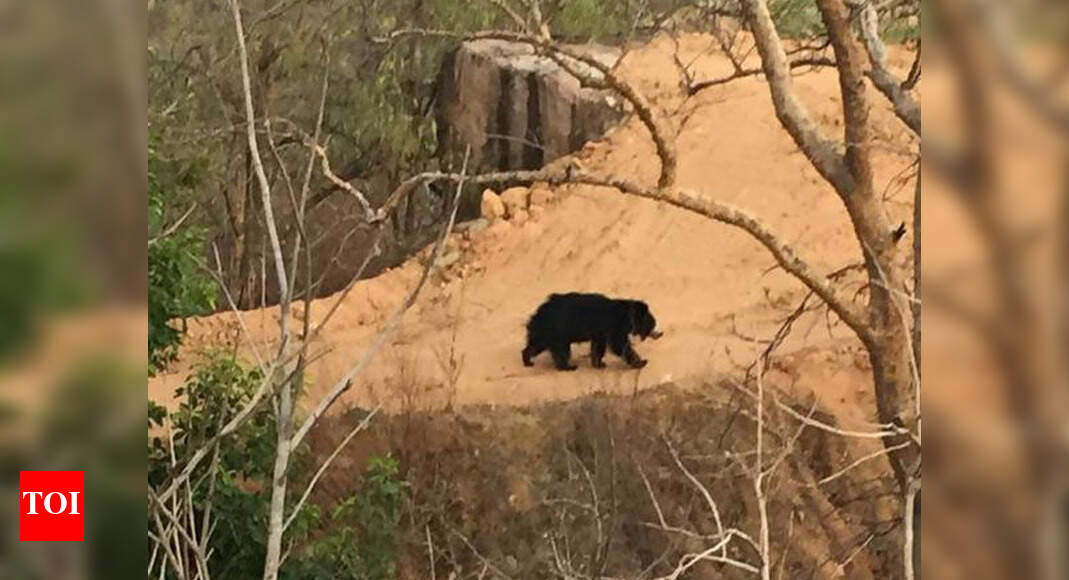 Attack on woman in Bengaluru: Sloth bear was drawn to mango scent, say ...