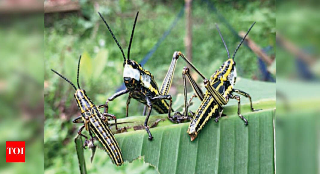 Kerala: Hopper bands found in Wayanad aren’t locusts, pesticides not ...