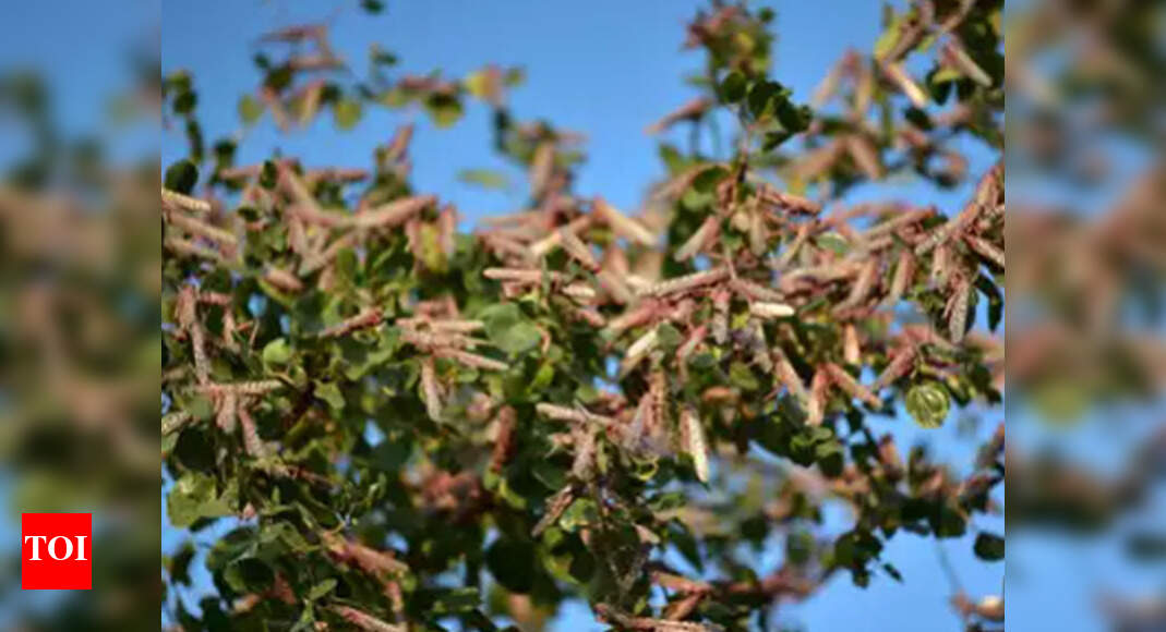 Locust Attack in Telangana: After locusts invade Maha, officials in T ...