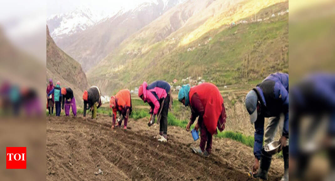 Life normal in remote areas of Lahaul-Spiti and Kinnaur | Shimla News - Times of India