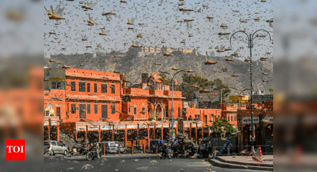 Locust Attack Haryana: Haryana sounds high alert after locust swarms ...
