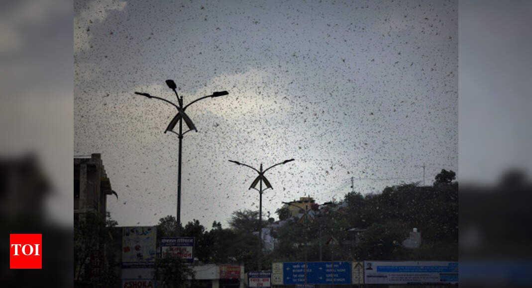 Locust Attack Jaipur: About 90,000 hectares hit in 20 Rajasthan ...