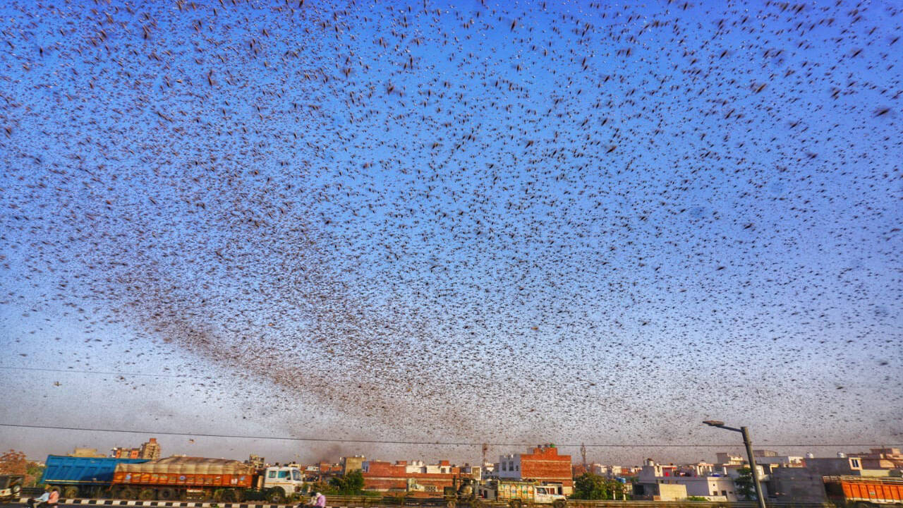 Swarm Of Locusts Bible