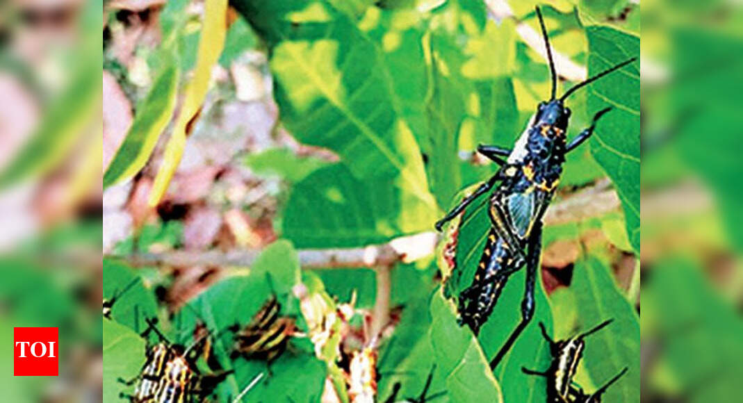 ‘Hopper bands at Kasimkota are not locusts’ | Visakhapatnam News ...