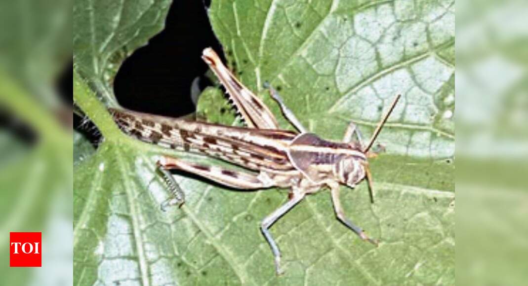 Kerala: Experts call for monitoring desert locust | Kozhikode News ...