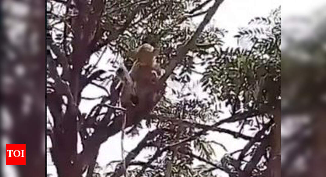 Meerut News: Monkey snatches blood samples of Covid-19 patients being ...