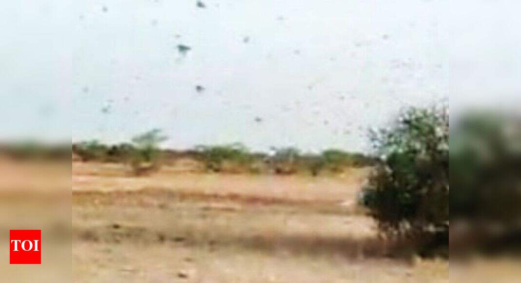 Locust Attack in Rajasthan: Aerial control plan to curb pests in Raj ...