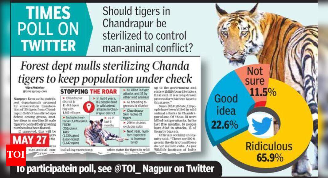 ‘Neutering, translocation of tigers are hare-brained ideas’ | Nagpur ...