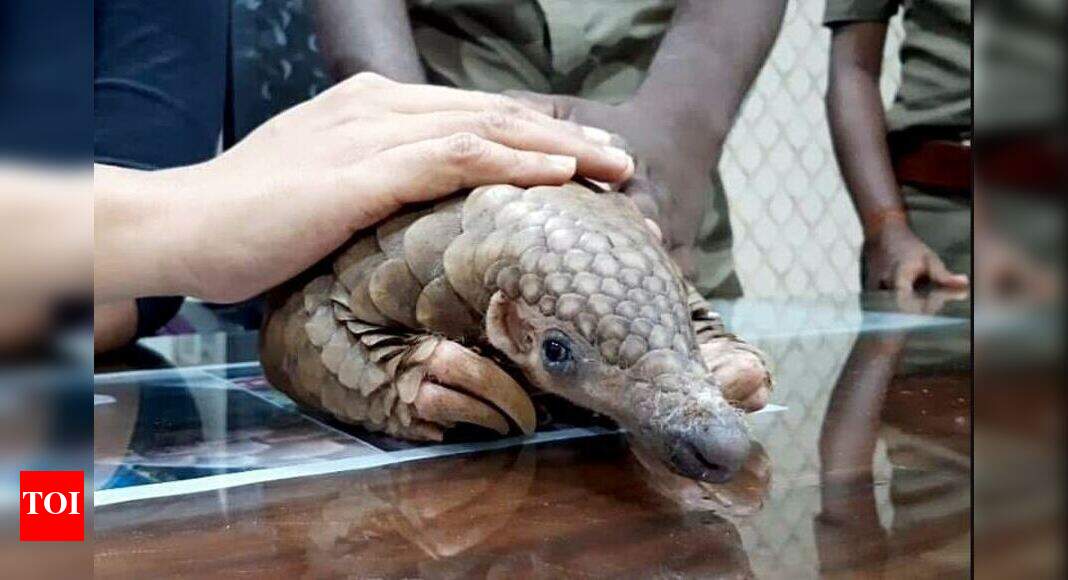 How coronavirus jumped from animals to humans decoded: Study - Times of ...