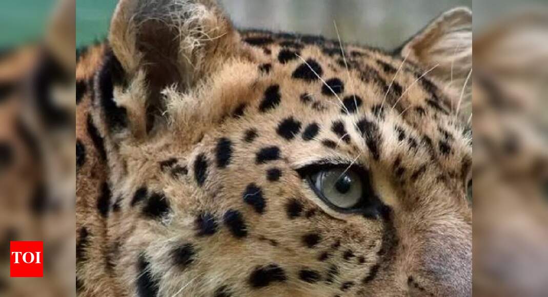 Five persons hurt in leopard attack in Uttarkashi | Dehradun News ...