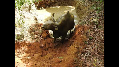 Male bison rescued in Goa | Goa News - Times of India