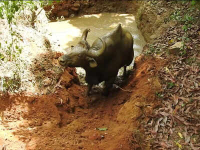 Male bison rescued in Goa | Goa News - Times of India