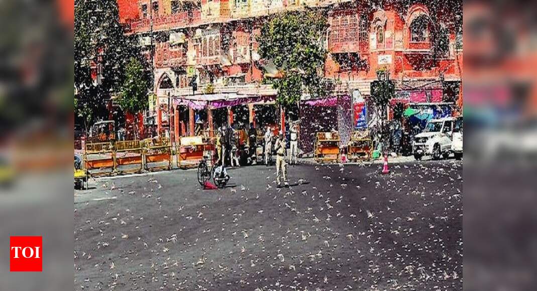 Jaipur: 8 locust attacks in 8 days, administration ready to tackle ...