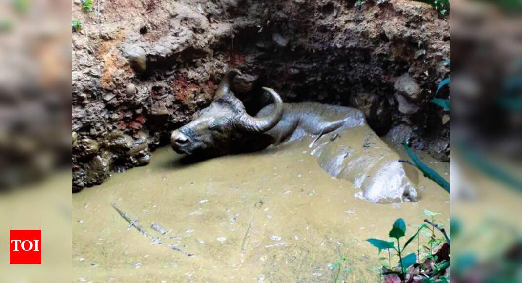 Goa: Bison rescued from Savarde well | Goa News - Times of India