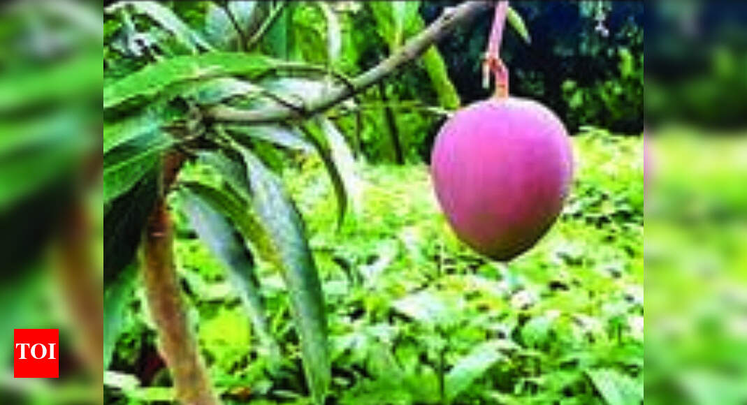 Bihar: Over 23,000 kg Jardalu mangoes booked online | Patna News ...