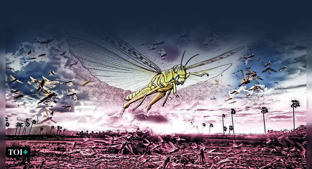 Locust attack: 350 years ago they swarmed in and left Madurai barren ...