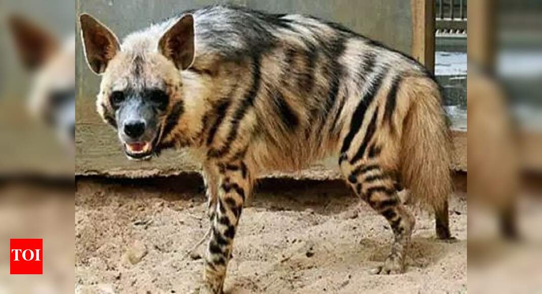 Cylone Nisarga: Animals shifted to safer place in zoo premises in ...