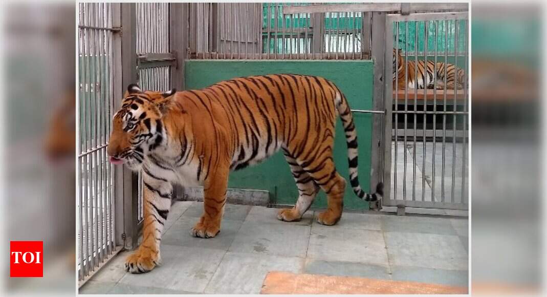 Mumbai zoo animals get shifted to a night shelter ahead of the cyclone ...