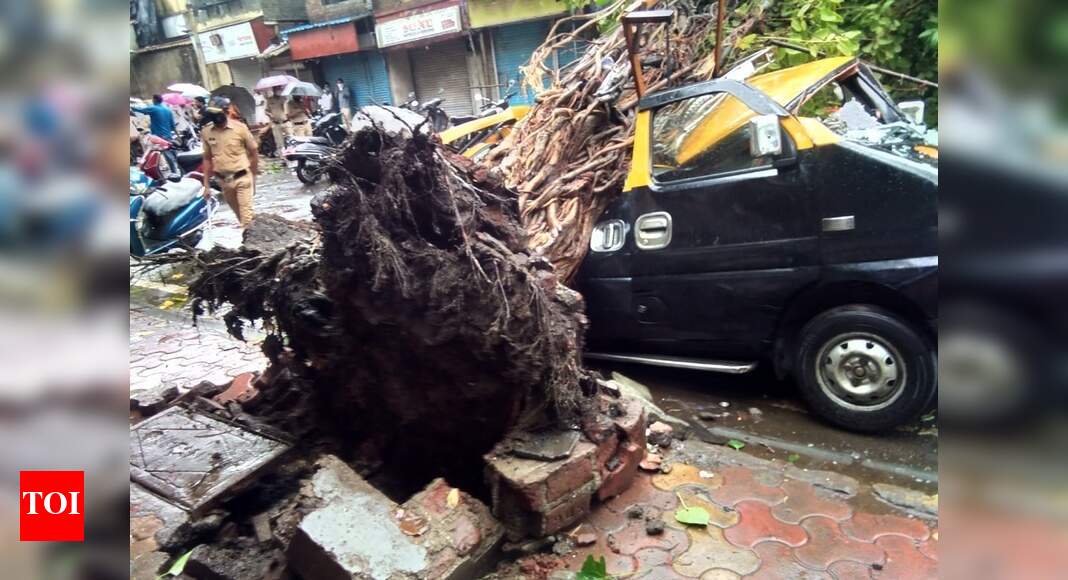 Old Banyan tree fell due to heavy wind - Times of India