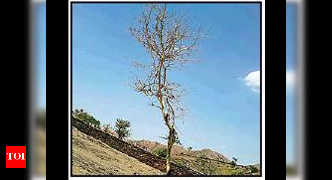 Special species of Babool tree found after 68 years | Jaipur News ...