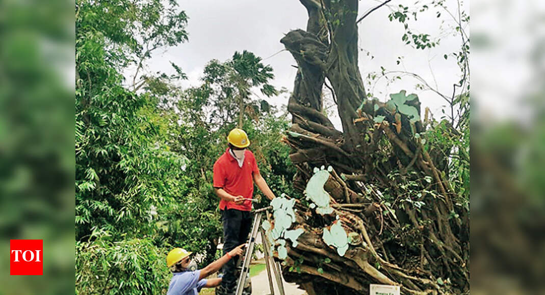 Kolkata: 20 trees restored at Tolly Club, members use Aila experience ...
