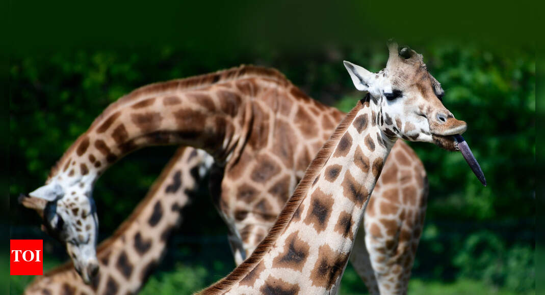 Does India really need giraffes? | India News - The Times of India
